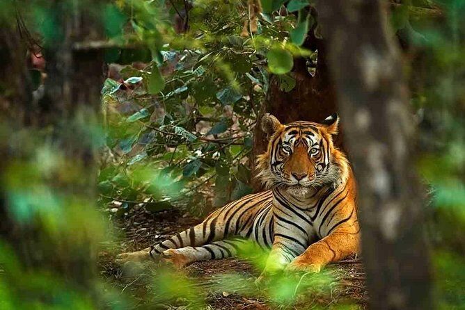 8 Days Delhi Agra Ranthambore Udaipur Jaipur Delhi Private Tour - What This Tour Means for You