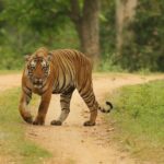 8 Days Golden Triangle Tour With Ranthambore Tiger Safari - Analyzing the Value