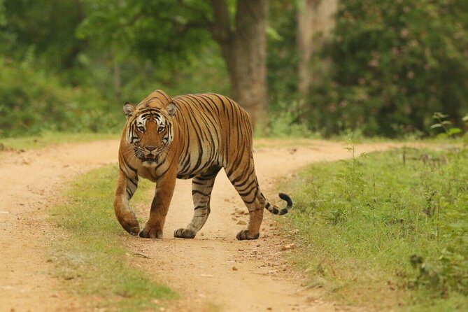 8 Days Golden Triangle Tour With Ranthambore Tiger Safari - Analyzing the Value