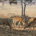 8 Days Private Golden Triangle Tour With Ranthambore - What This Tour Really Means for You