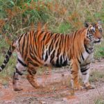 8 Days Private Golden Triangle Tour with Ranthambore Tiger Safari - The Value Proposition