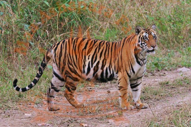 8 Days Private Golden Triangle Tour with Ranthambore Tiger Safari - The Value Proposition