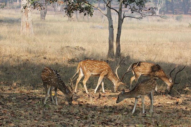 8 Days Private Golden Triangle Tour With Ranthambore - What This Tour Really Means for You
