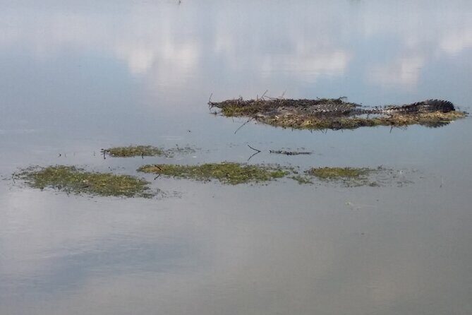 90 Minute Airboat Tour in the Florida Everglades - Who Will Love This Experience?