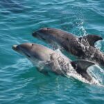90 minute wildlife and scenic cruise - What Youll Actually Experience