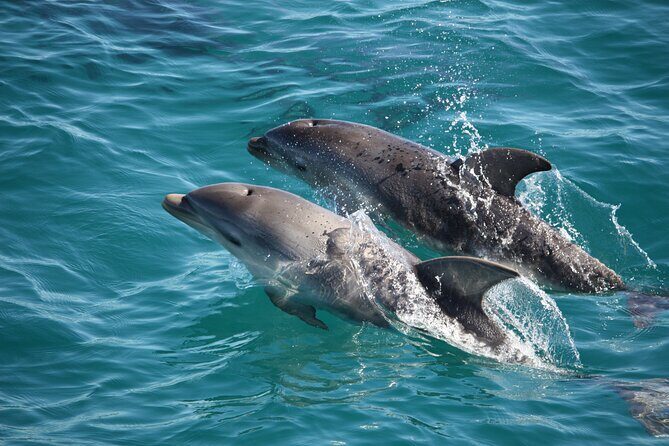 90 minute wildlife and scenic cruise - What Youll Actually Experience