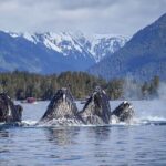 A Comfortable Sitka Whale Watching Wildlife Shore Excursion - Final Thoughts