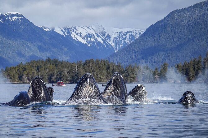 A Comfortable Sitka Whale Watching Wildlife Shore Excursion - Final Thoughts