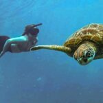 A Cook Islands Turtle Tour - small groups, premium experience - Who Should Consider This Tour?