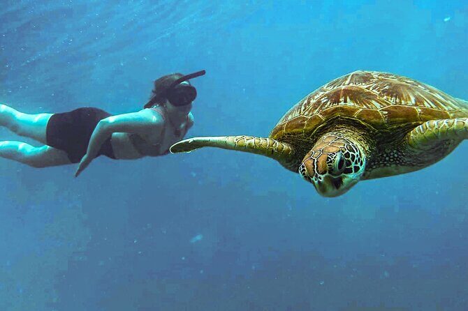 A Cook Islands Turtle Tour - small groups, premium experience - Who Should Consider This Tour?