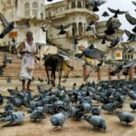 A Day Trip of Pushkar From Jaipur - What’s Included and What’s Not