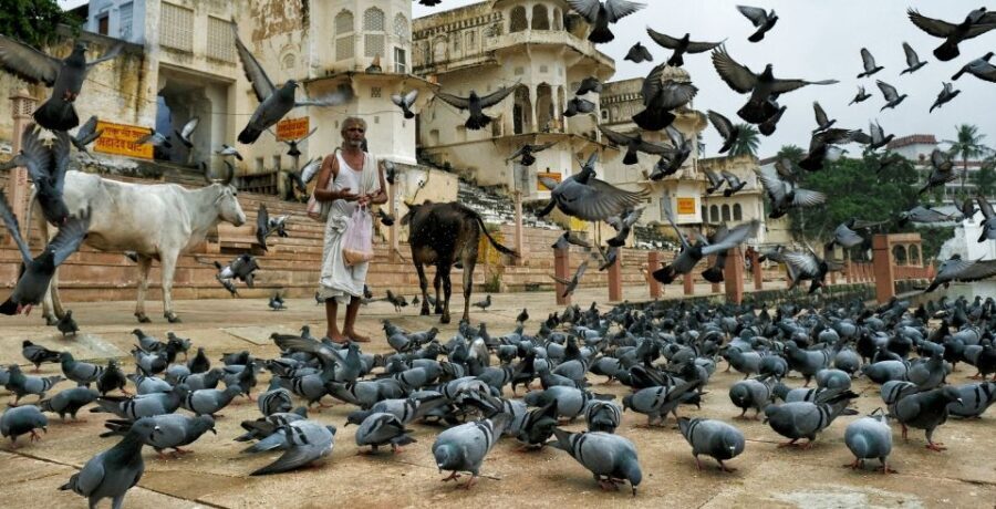 A Day Trip of Pushkar From Jaipur - What’s Included and What’s Not