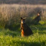 A Day with Penguins & Kangaroos: Small group Phillip Island Tour - Who Will Love This Tour?