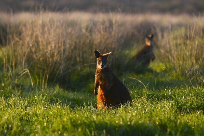 A Day with Penguins & Kangaroos: Small group Phillip Island Tour - Who Will Love This Tour?