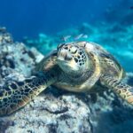 A Turtle Tour on Rarotonga - small groups, premium experience - Authentic Encounters and Practical Details