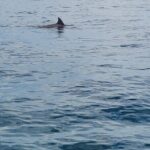AAA Noosa National Park tour and Dolphin Safari Whalesongsnoosa - Authentic Experiences and Reviews