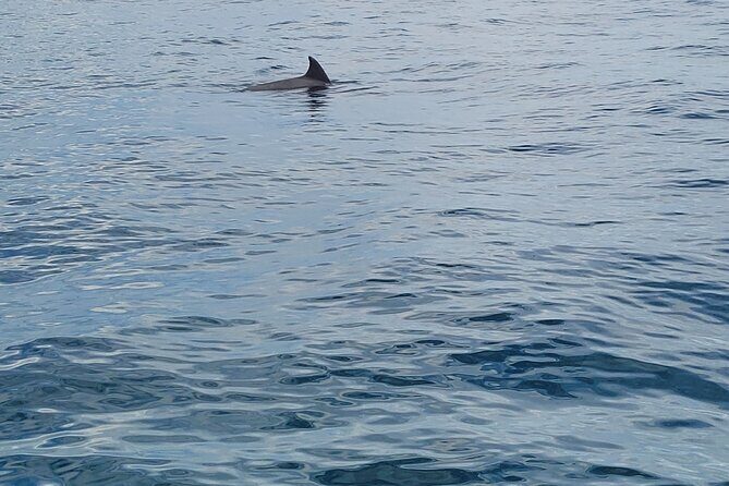AAA Noosa National Park tour and Dolphin Safari Whalesongsnoosa - Authentic Experiences and Reviews