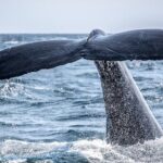 AAA NOOSA Whale watching experience in Noosa Whalesongsnoosa - What Makes This Tour Stand Out?