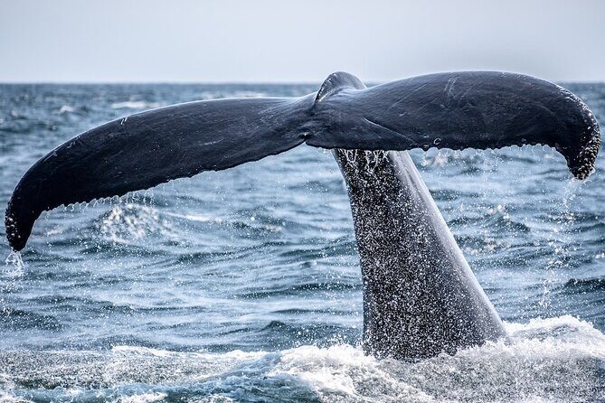 AAA NOOSA Whale watching experience in Noosa Whalesongsnoosa - What Makes This Tour Stand Out?