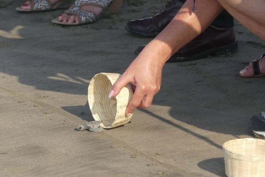 -Acapulco: 6hr City Tour & Turtle Release & High Diver Show - What Makes This Tour Stand Out