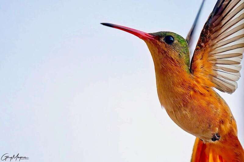Acapulco: Early Birding Feathered Wonders with Breakfast - Why This Tour Offers Real Value