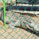 -Acapulco:3 Palos Lagoon Boat Ride& Crocodile Farm Exprience - Who Should Consider This Tour