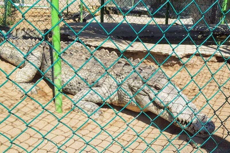 -Acapulco:3 Palos Lagoon Boat Ride& Crocodile Farm Exprience - Who Should Consider This Tour