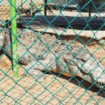 -Acapulco:Turtle Release Crocodile Farm & Horseback Ride Exp - What Travelers Say