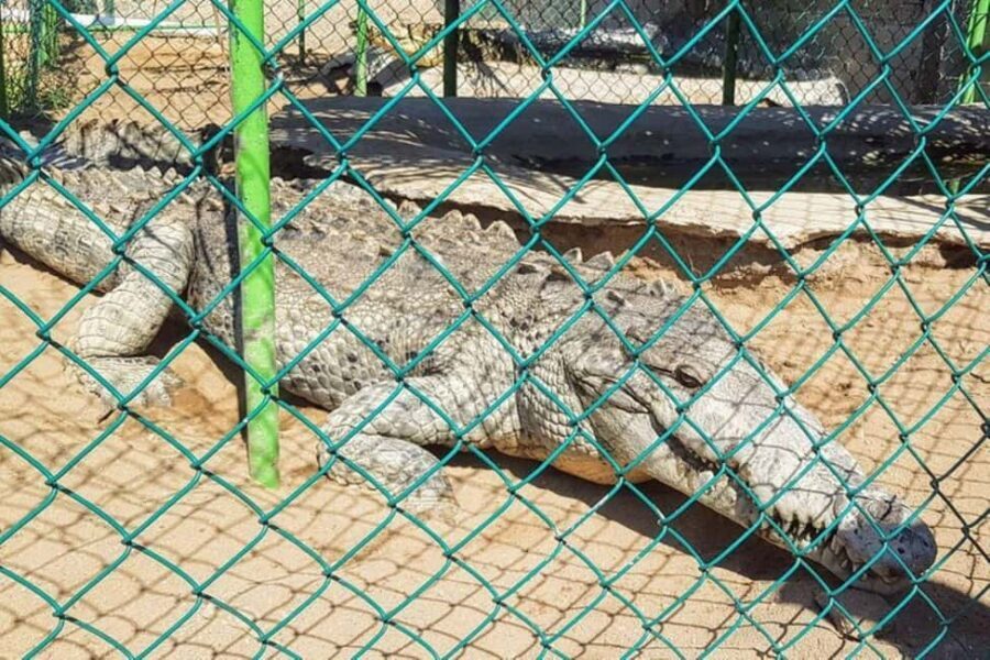 -Acapulco:Turtle Release Crocodile Farm & Horseback Ride Exp - What Travelers Say