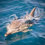 Adelaide: 4-Hour Guaranteed Wild Dolphin Watching Cruise - Detailed Breakdown of the Itinerary and Experience