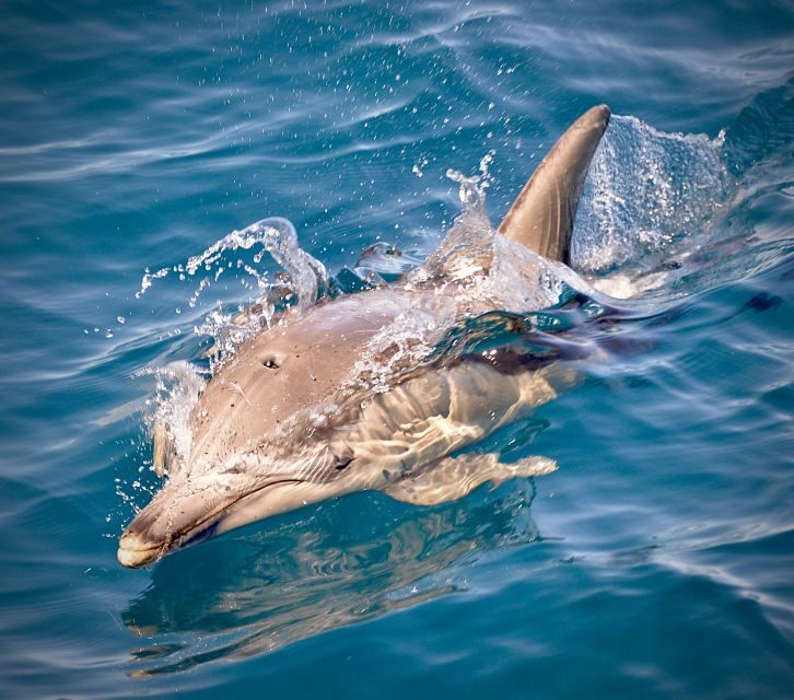 Adelaide: 4-Hour Guaranteed Wild Dolphin Watching Cruise - Detailed Breakdown of the Itinerary and Experience