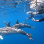 Adelaide: 4-Hour Swimming with Dolphins Experience - What’s Included and What to Bring