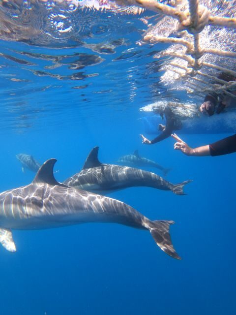 Adelaide: 4-Hour Swimming with Dolphins Experience - What’s Included and What to Bring
