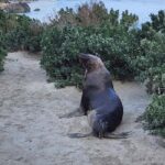 Adelaide: All-Inclusive Boutique 2-Day Kangaroo Island Tour - An In-Depth Look at the Kangaroo Island Experience