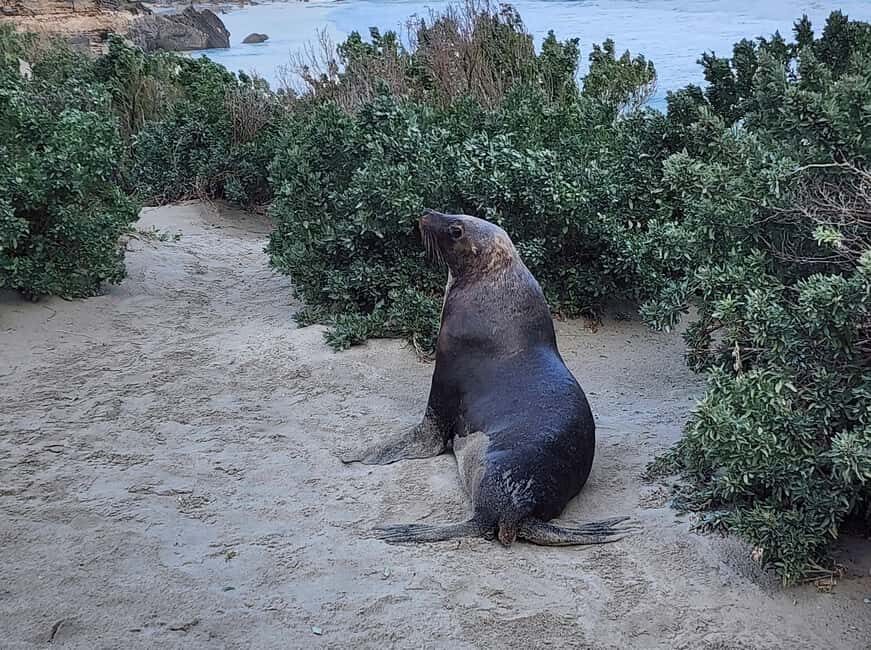 Adelaide: All-Inclusive Boutique 2-Day Kangaroo Island Tour - An In-Depth Look at the Kangaroo Island Experience