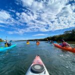 Adelaide: Dolphin Sanctuary Mangroves Kayak Tour - Wildlife Encounters and Environmental Impact