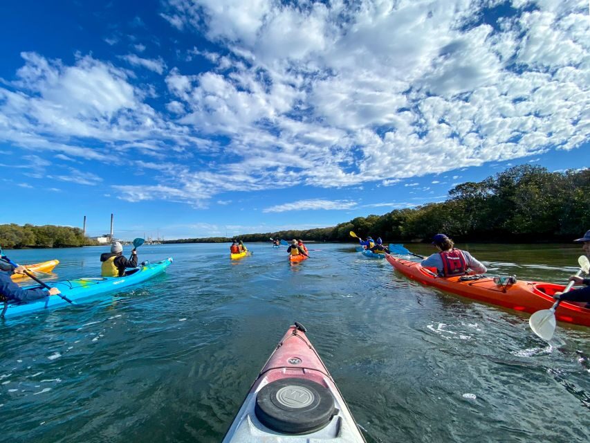 Adelaide: Dolphin Sanctuary Mangroves Kayak Tour - Wildlife Encounters and Environmental Impact