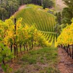 "Adelaide Hills Escape: Wine, Scenery, and Charm" - Authentic Experiences and Customer Insights