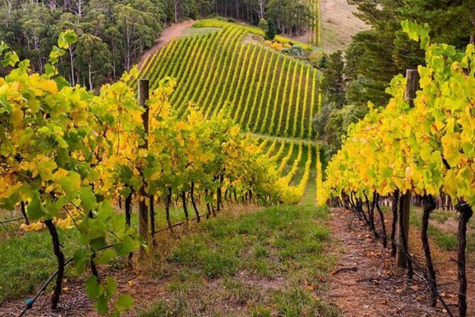 "Adelaide Hills Escape: Wine, Scenery, and Charm" - Authentic Experiences and Customer Insights