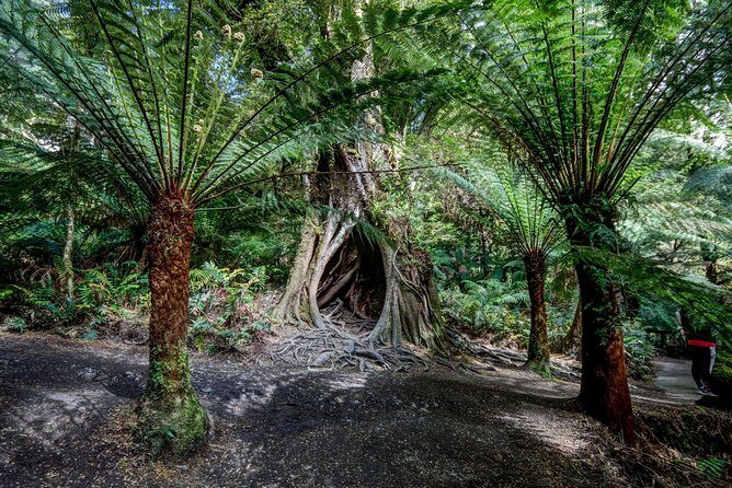 Adelaide to Melbourne 3-Day Trip through Grampians and Great Ocean Road - What Travelers Say: Authentic Perspectives