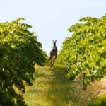 Adelaide: Wine and Wildlife 4WD Tour - What Our Reviewers Say