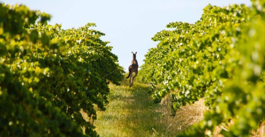 Adelaide: Wine and Wildlife 4WD Tour - What Our Reviewers Say