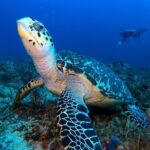 Advanced Open Water Diver course PADI in Playa del Carmen - The Value of the Package