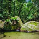 Affordable Return Mossman Gorge from Port Douglas Transfers - The Scenic, Stress-Free Journey