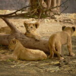 Africam Safari Conservation Park - Animals and Exhibits