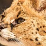 African Cat Experience at Werribee Open Range Zoo - excl. entry - The Itinerary Breakdown: What to Expect