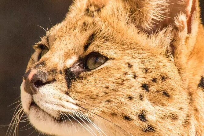 African Cat Experience at Werribee Open Range Zoo - excl. entry - The Itinerary Breakdown: What to Expect