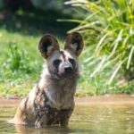 African Wild Dog Experience at Werribee Open Range Zoo - Price and Value