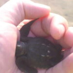 *Afro-Mex Village Horse Ride, Turtle Release Crocodile Farm - Visiting the Crocodile Farm