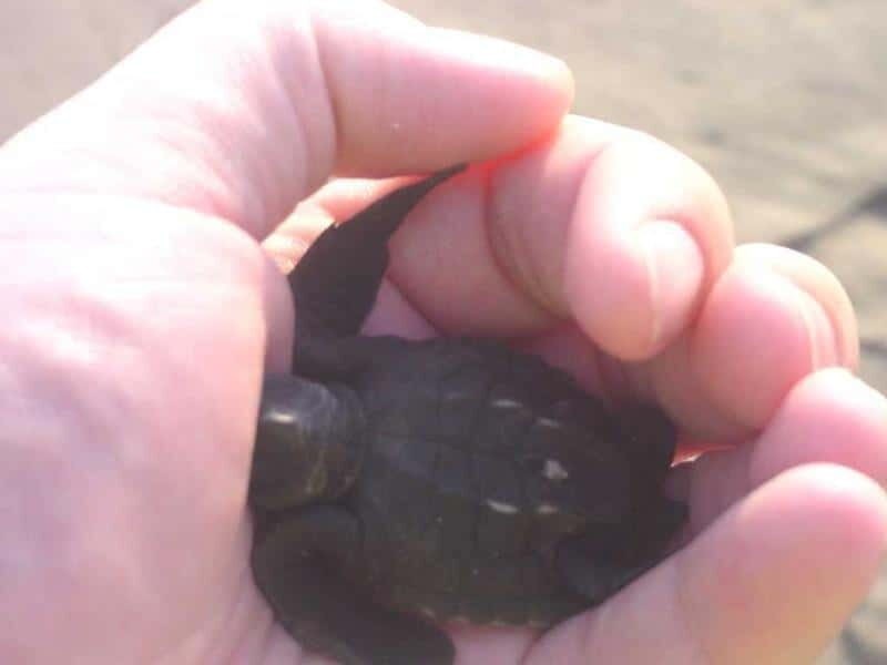 *Afro-Mex Village Horse Ride, Turtle Release Crocodile Farm - Visiting the Crocodile Farm